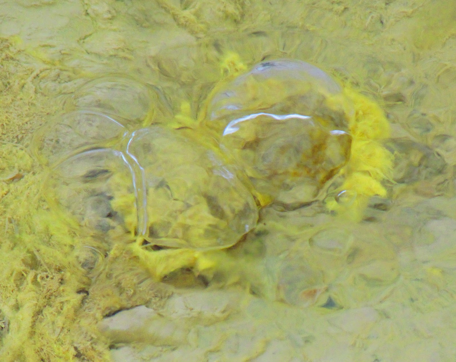 Adventures of a Vagabond Volunteer: Yellowstone is ...