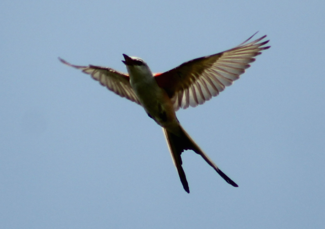 Springfield Plateau: Scissor-tailed Flycatchers
