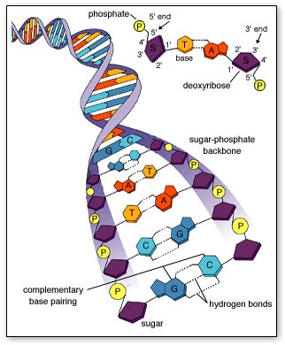 BIOLOGÍA 2: estructura del ADN