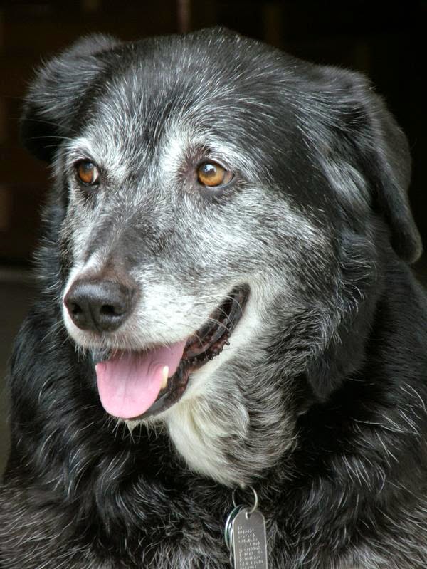 Como cuidar a mi perro que ya esta viejo ~ DankroftK9 Blog