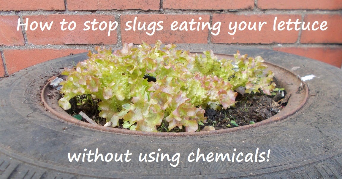 The Green Fingered Blog: How to stop slugs eating your lettuce without ...