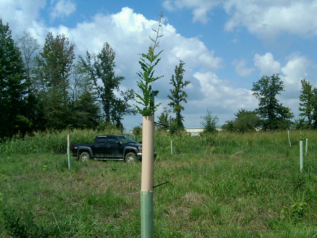 Tree Tubes Forum: Tips for peak growth with Tree Tubes: Prune seedlings ...