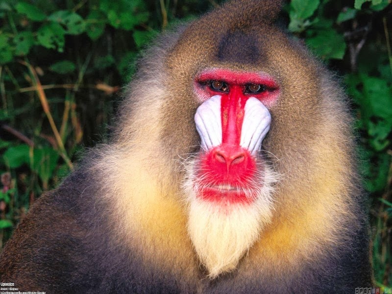 Patamata Praneel: RARE SPECIES IN THIS UNIVERSE - RED NOSE MONKEY ALSO ...