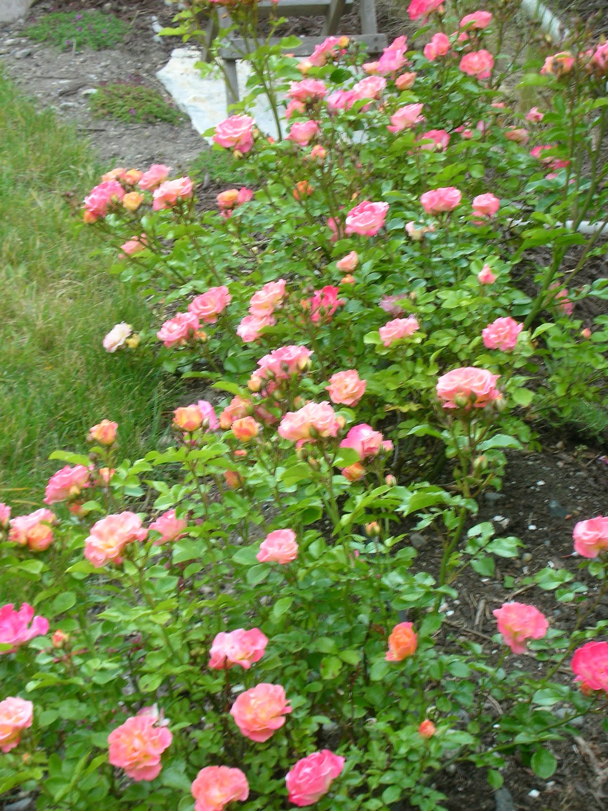 Julia's Gardens: Rosa 'Peach Drift'