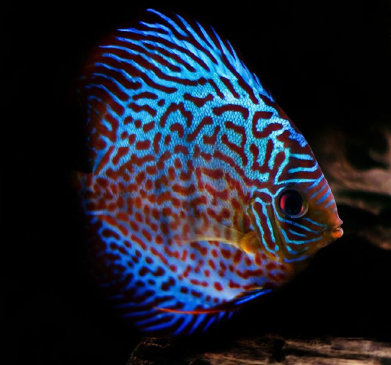 Langkah-Langkah Budidaya Ikan Discus Untuk Perjuangan Dan Binis Ikan ...