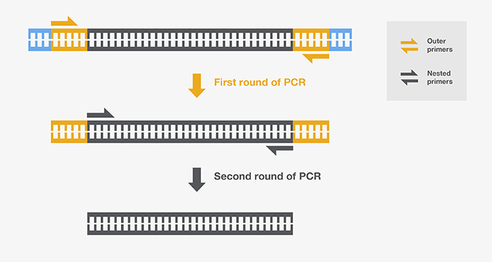 Modeling Multiple Myeloma with CRISPR: Week 6