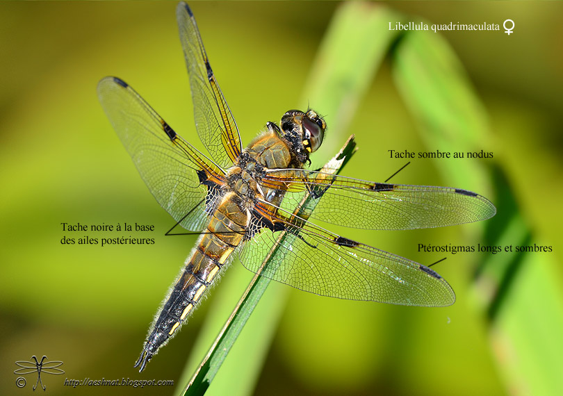 Libellules de France et dAilleurs - DRAGONFLY WORLD: ID. ANISOPTERA