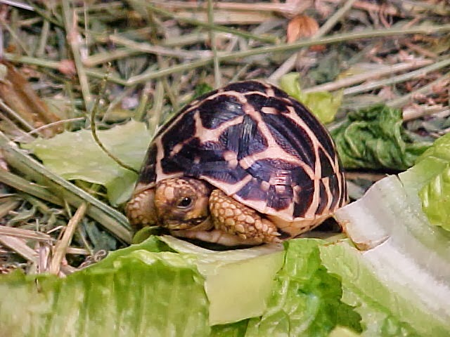 Rules of the Jungle: Taking Care of a Baby Tortoise