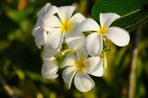 Bunga Kamboja Warna Putih | Gambar Bunga