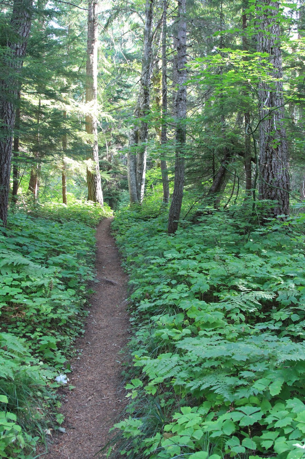 TravelMarx: Mount Rainier National Park – Indian Bar via Cowlitz Divide ...
