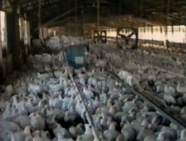 The Film Sufi: “Earthlings” - Shaun Monson (2005)