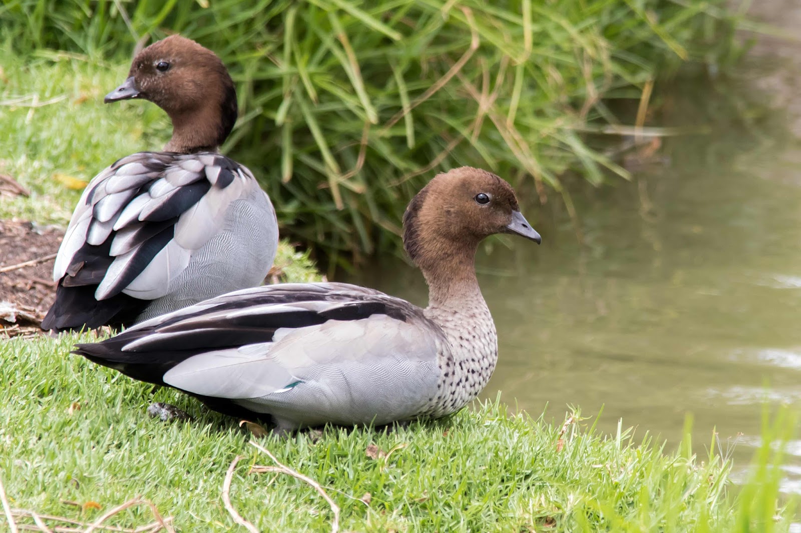 2018 Bird Photos: #57 to #60 at Woodlands Historic Park, Victoria ...