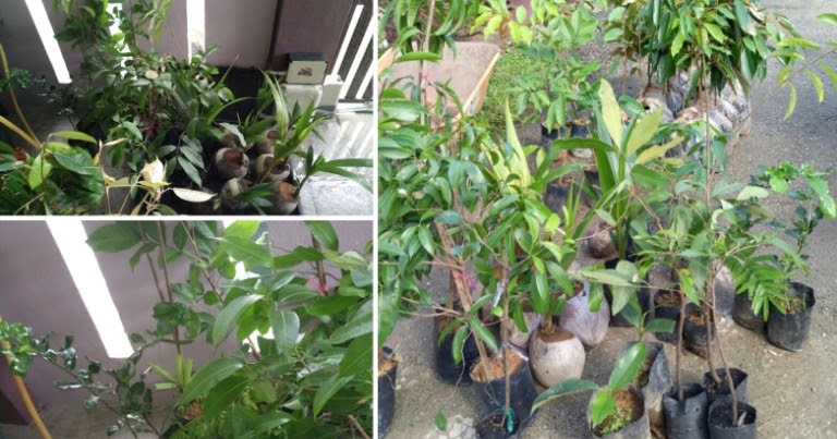 Kulim Anak Pokok: Pengenalan