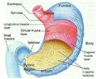 BIOLOGY: Lambung