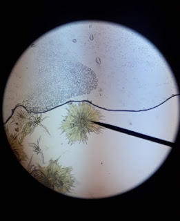 Trikoma pada Daun Durian