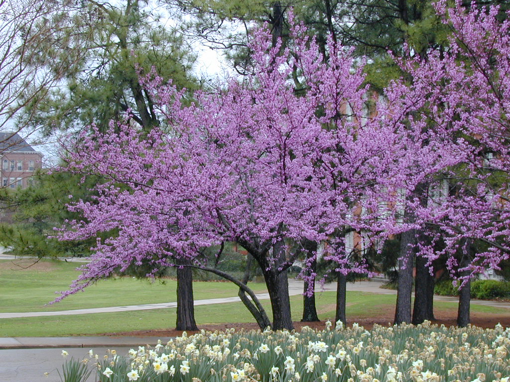 Trees of Santa Cruz County: Cercis canadensis 'Forest Pansy' - Forest ...