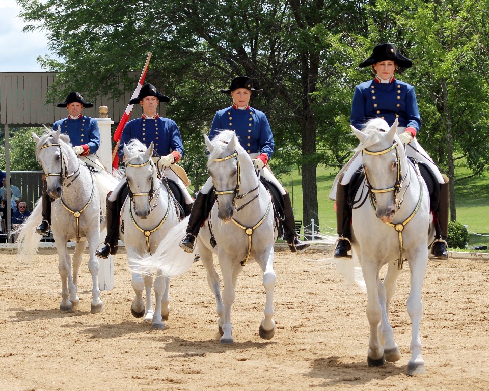 Seth Saith: The Mane Attraction: White Lipizzaner Stallions Show Off ...