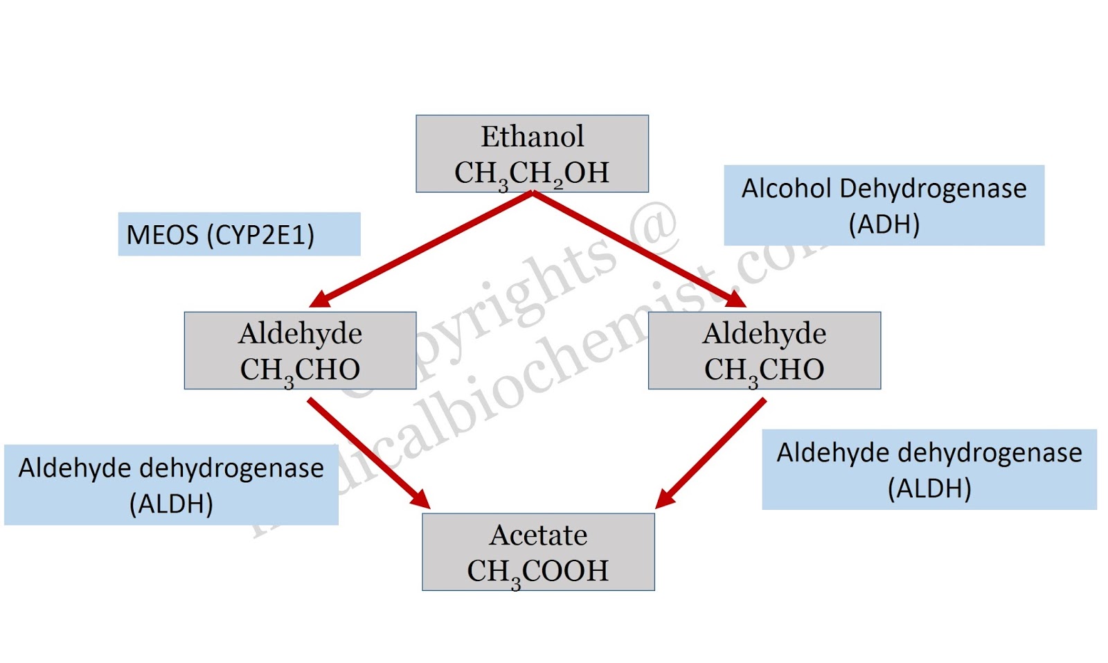 Alcoholic Liver Disease: Clinical Presentation and Biochemical ...