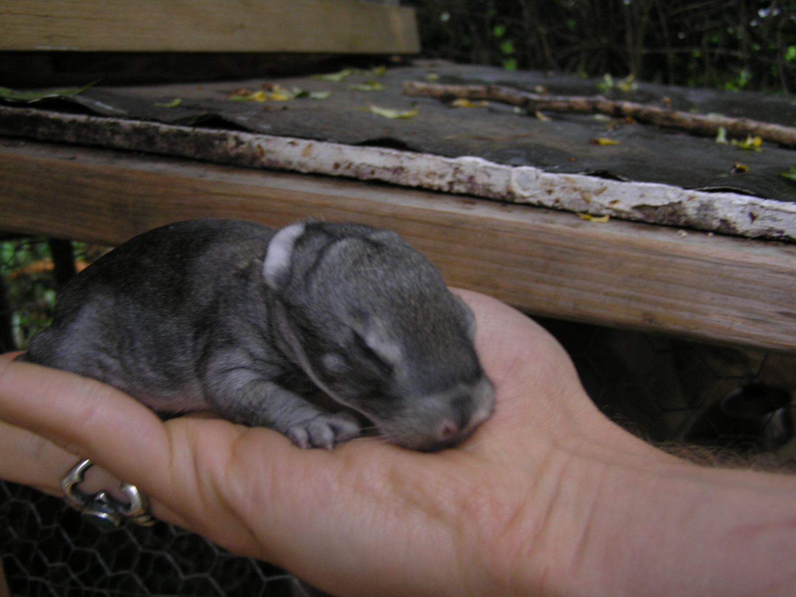 Keeping Rabbits: Our First Litter - A Life Unprocessed