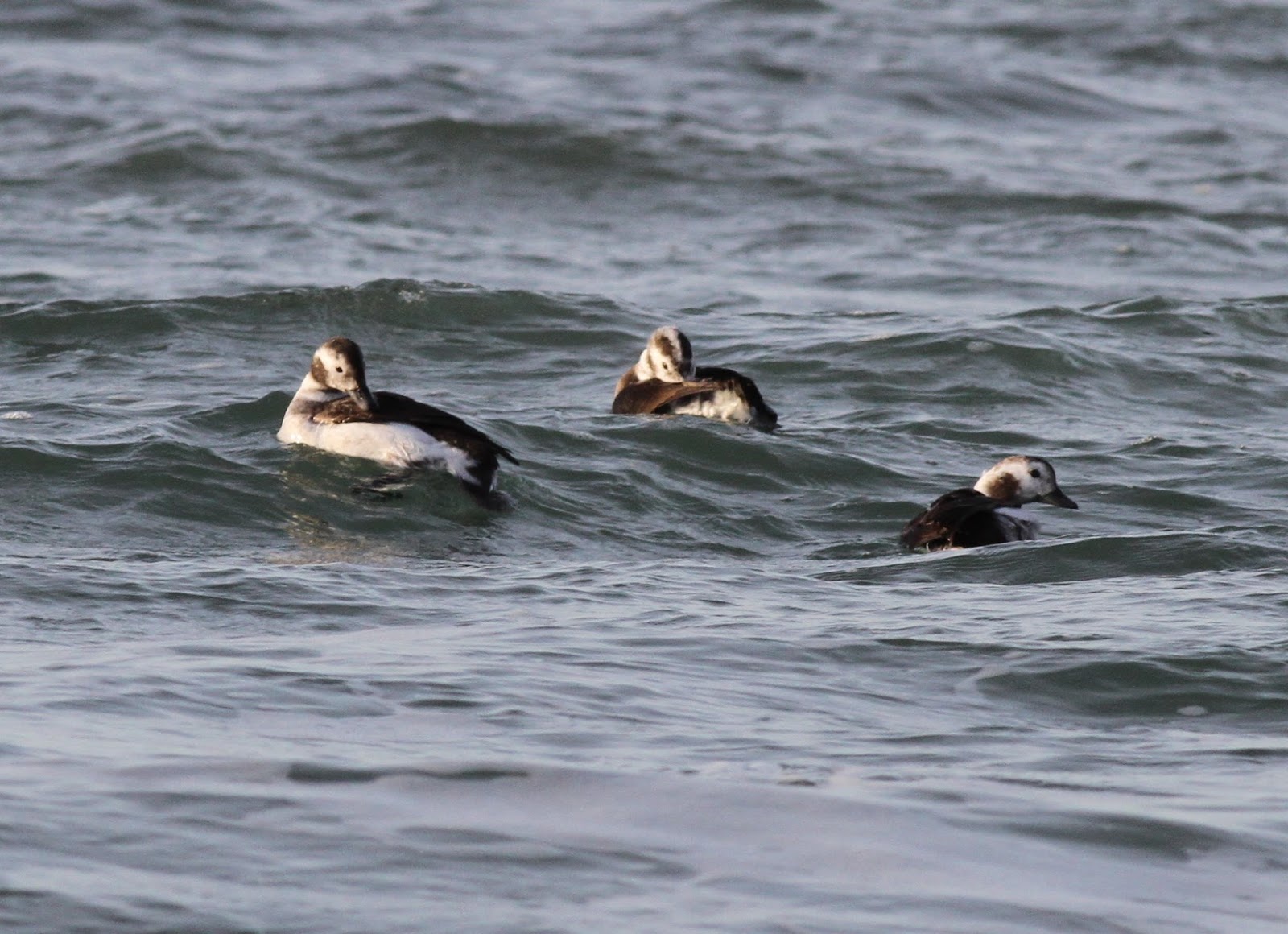 We Bird North Wales: North Wales Birding Today
