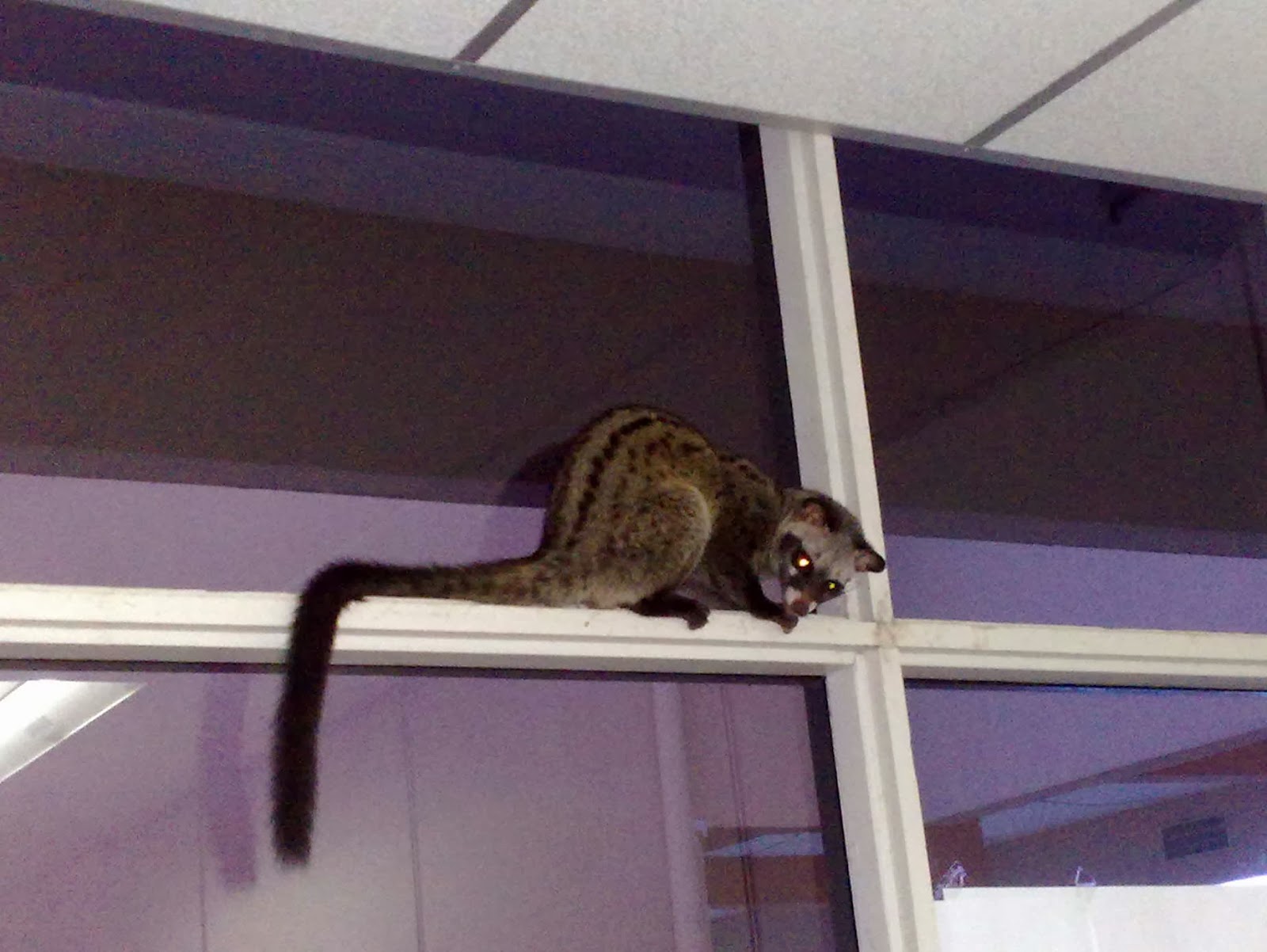 Background Kucing Vs Musang Imut