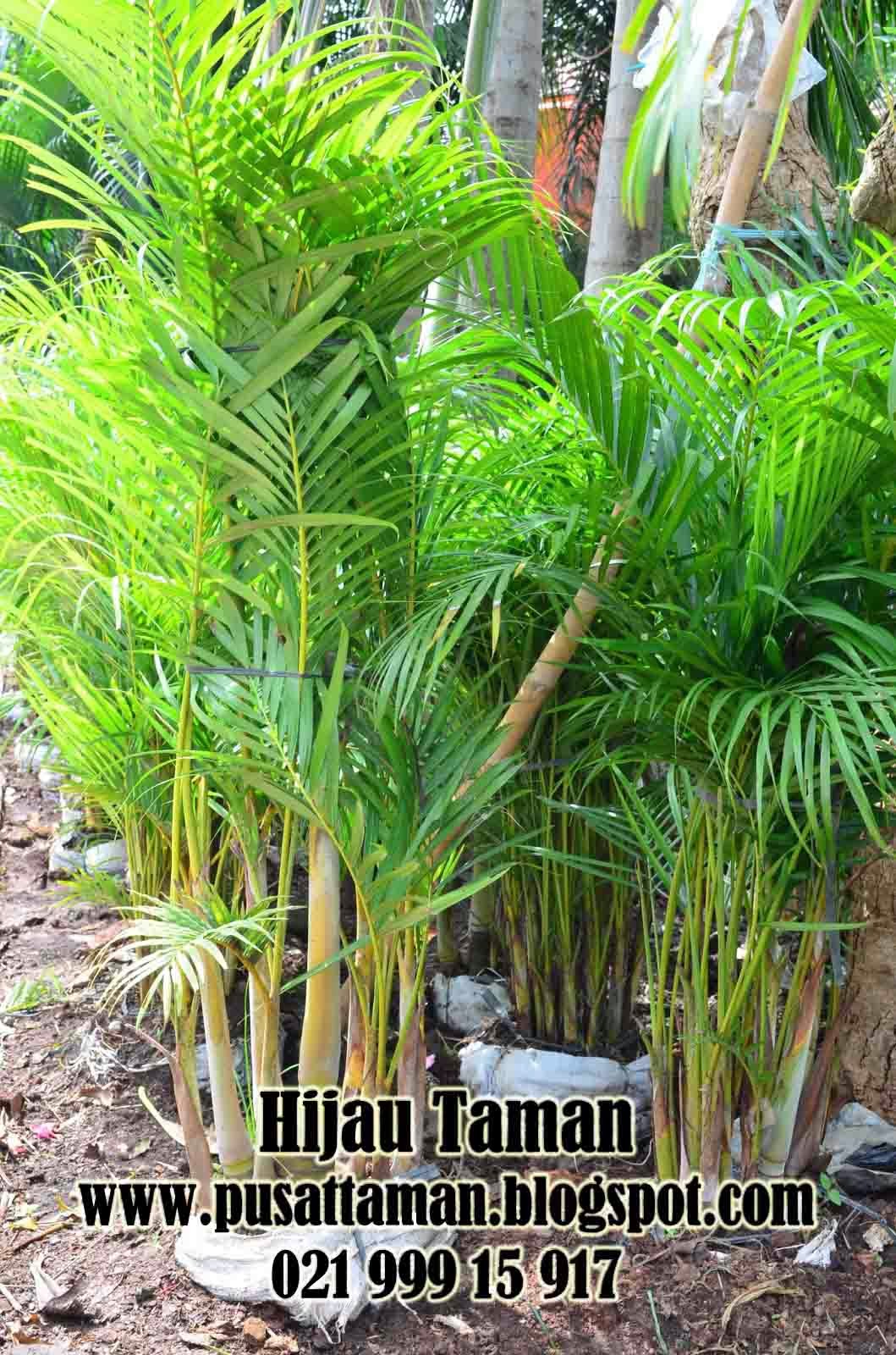 JUAL PALEM KUNING | JUAL ANEKA TANAMAN HIAS MURAH | TUKANG TAMAN