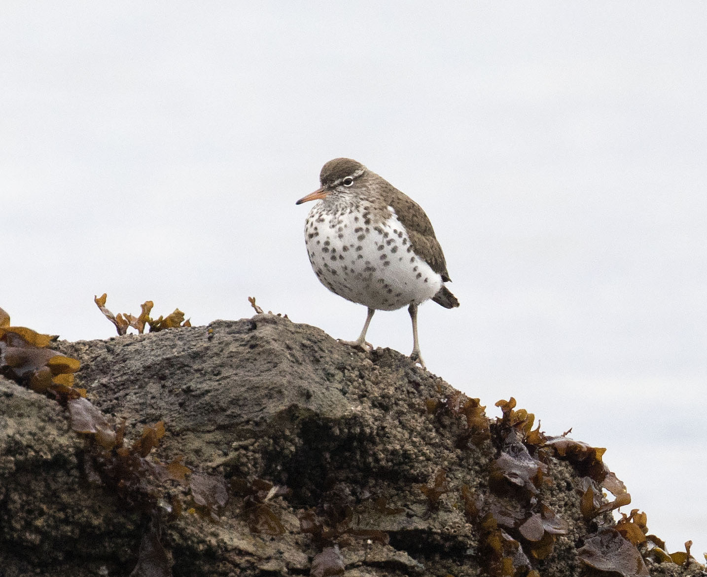 pewit: Spotted Sandpiper