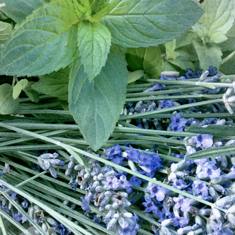 Our Peppermint & Lavender Essential Oil