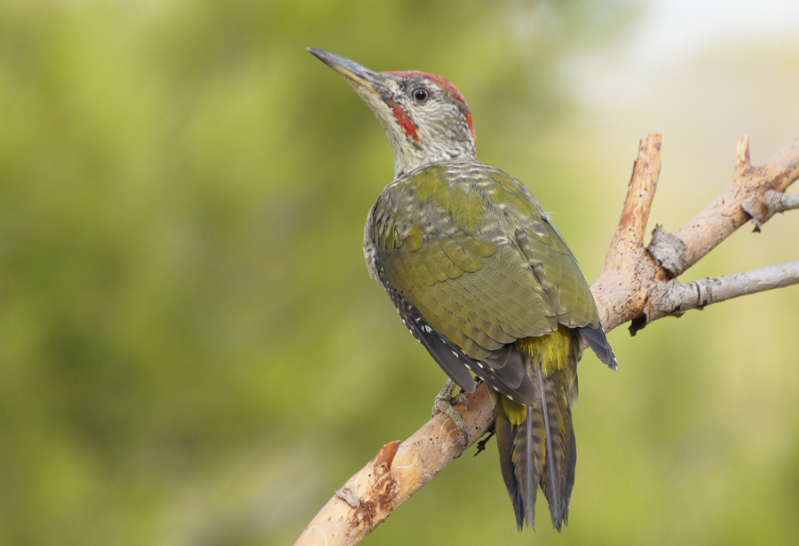 Pasión por las aves: Pito real.(Picus viridis)