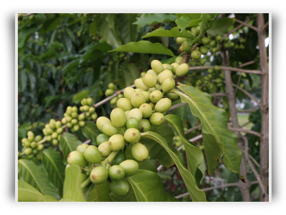 Green coffee bean - For Coffee Lovers