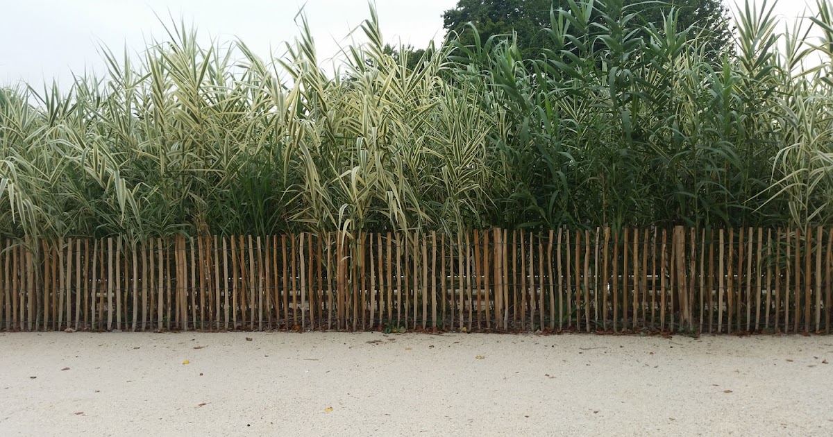 Derrière les joncs... la mer