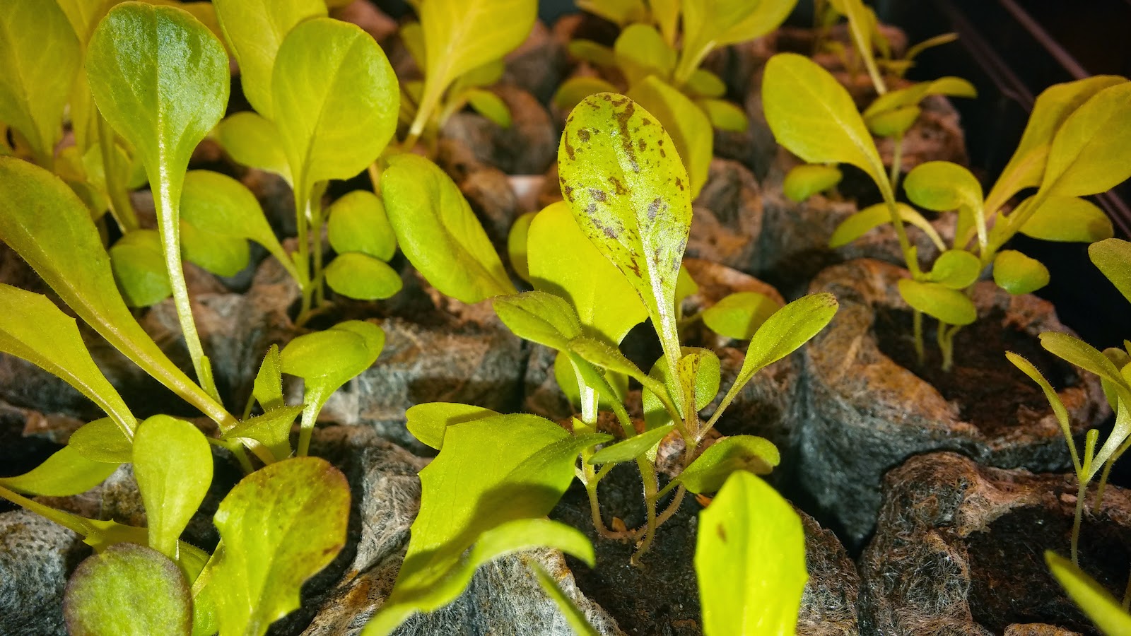 Lettuce Begin - Farming Your Yard