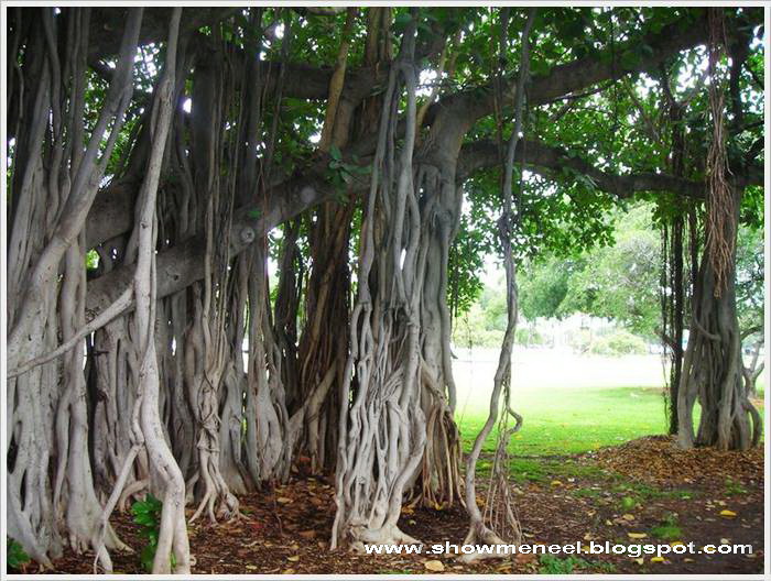 Showmeneel: The Great banyan tree - a tree with multiple trunks and ...