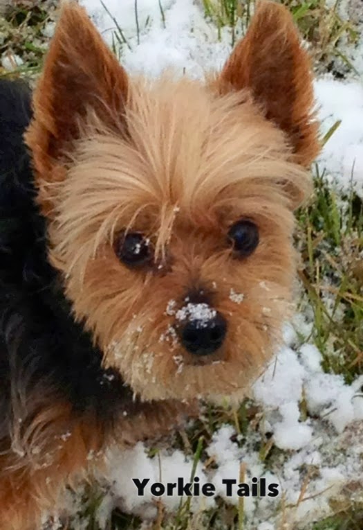 Yorkie Tails: Snow Sensor -Wordless Wednesday