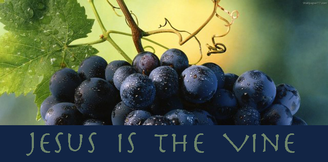 andy at faith: Jesus is the Vine