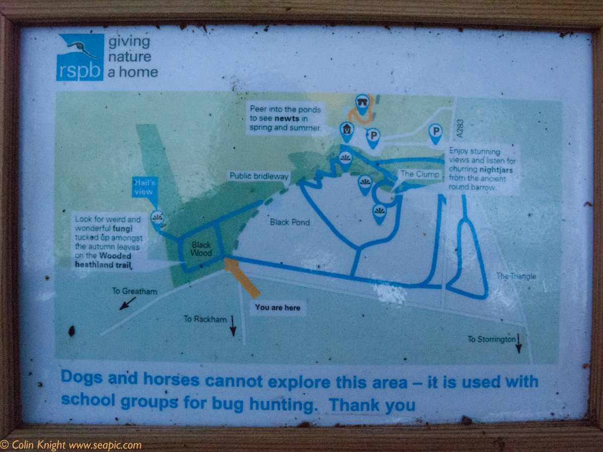 Postcards from Sussex: Pulborough Brooks fungi trail