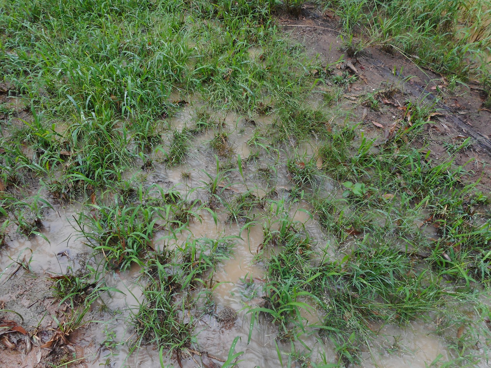 Gully Grove: Natural sequence farming