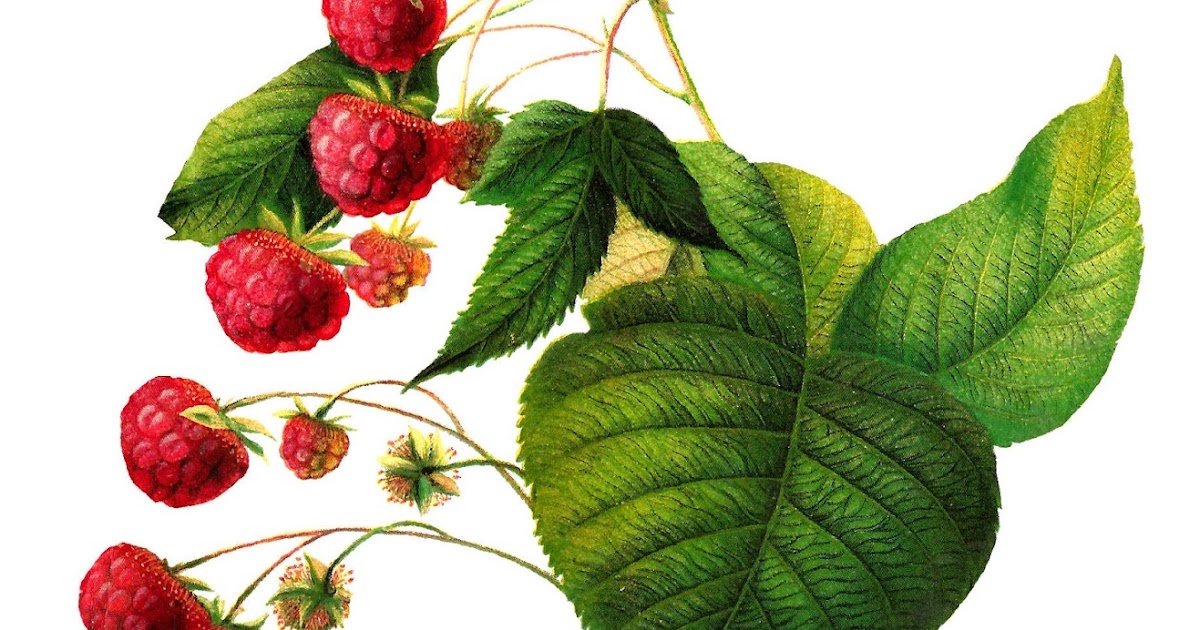 Raspberry Illustration Vintage
