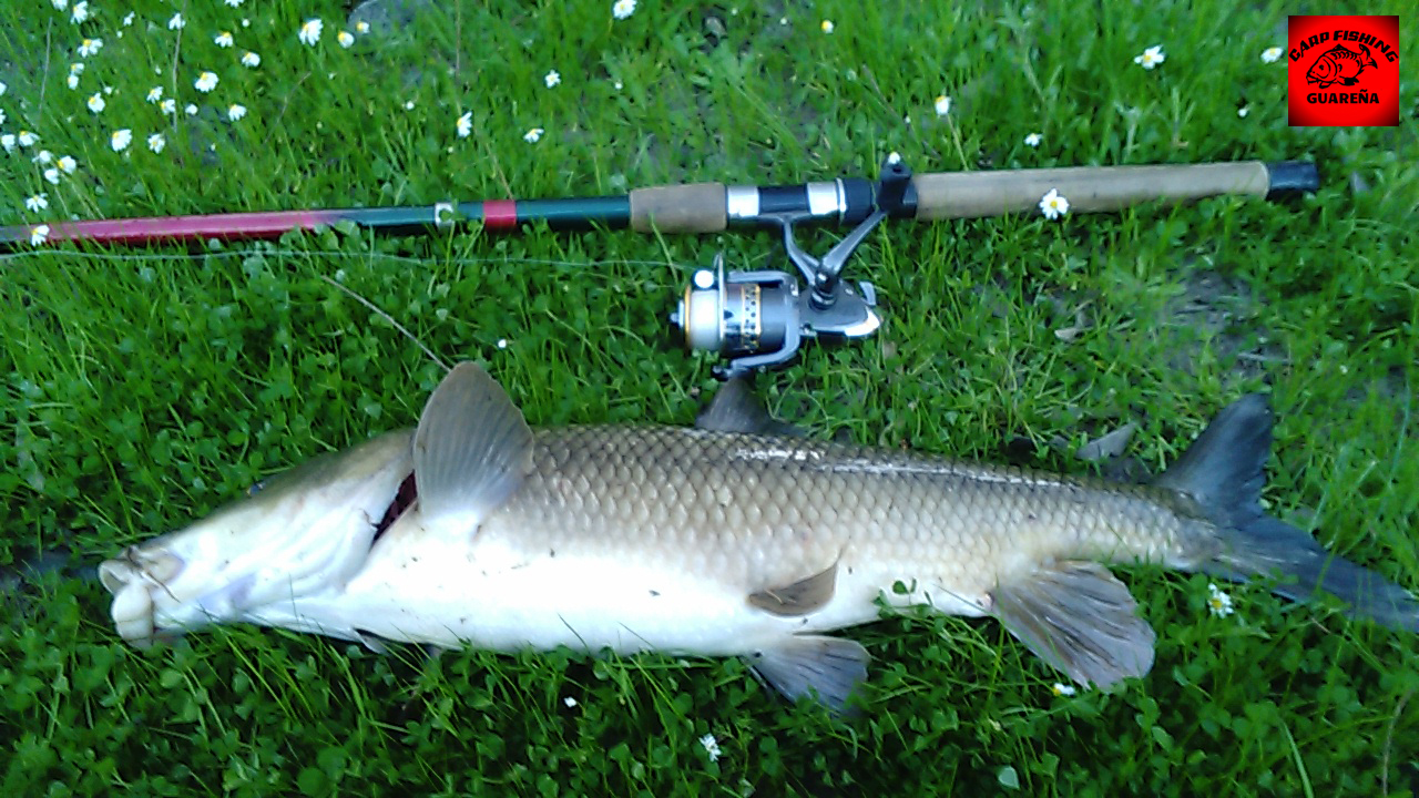 La Hora del Barbo Comizo