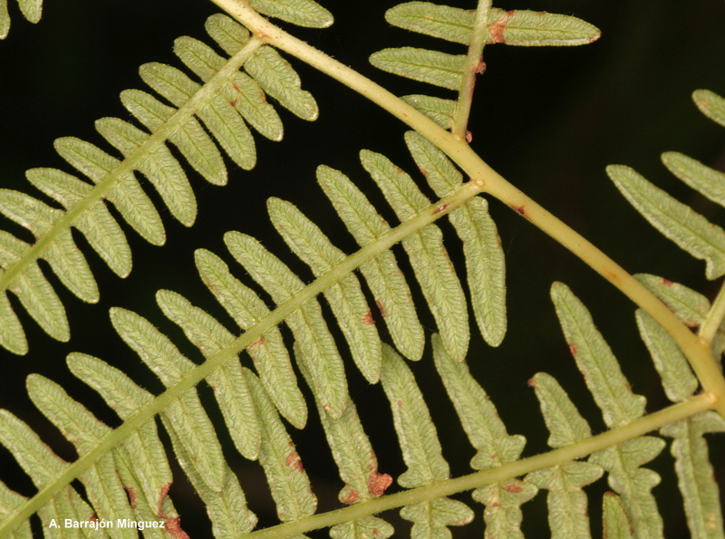 Naturaleza Viva: Pteridium aquilinum (L.) Kuhn subsp. aquilinum Fam ...