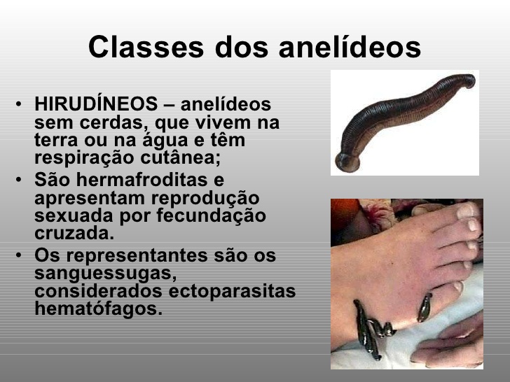 Filo anelídeos | Biologia: A ciência da vida