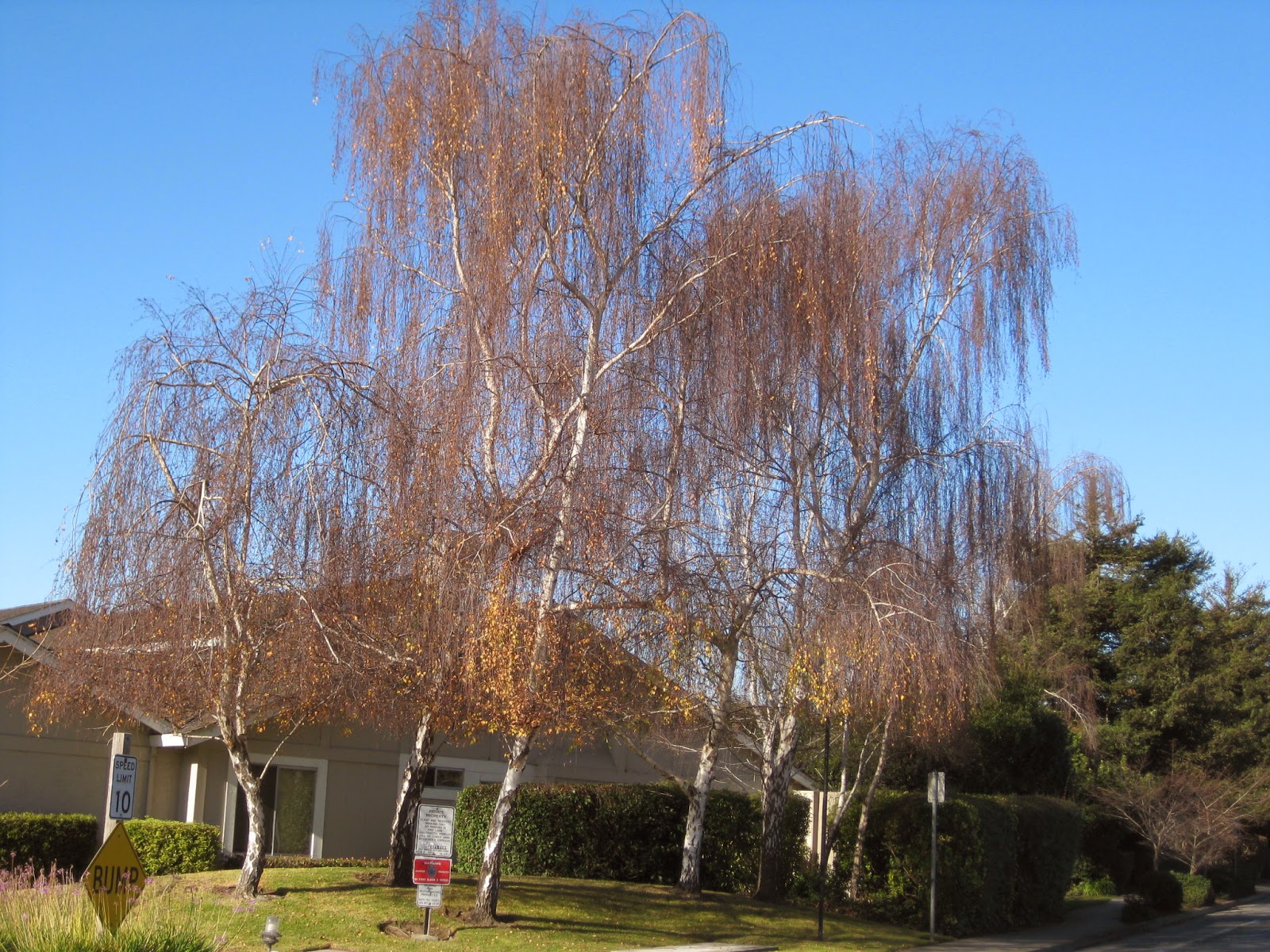 Trees of Santa Cruz County: Betula pendula - European Weeping Birch