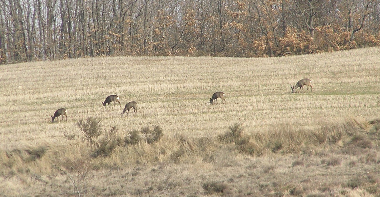 EL OLMO SECO: CORZO (Capreolus capreolus)