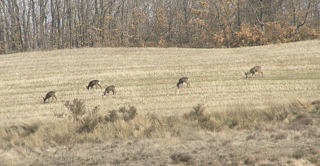 EL OLMO SECO: CORZO (Capreolus capreolus)