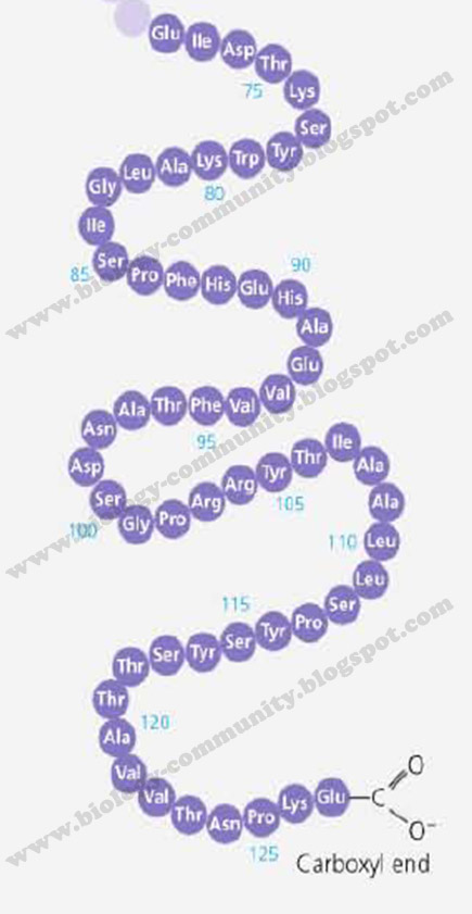 Struktur dan Fungsi Protein - Generasi Biologi