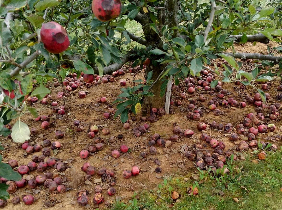 Tree Fruit Disease Update: Summer disease update- bitter rot pressures ...