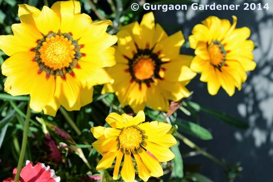 Gurgaon Gardener: Gazania, Treasure Flower