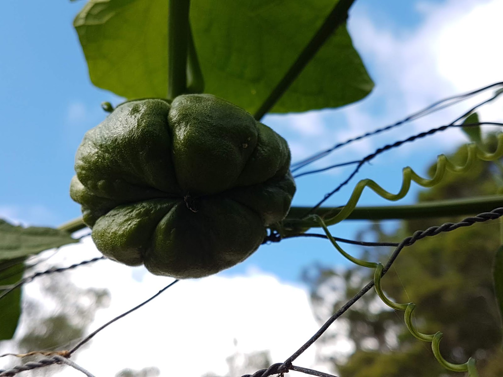 So many Chokos - So few ideas!? What can I do with all my chokos?