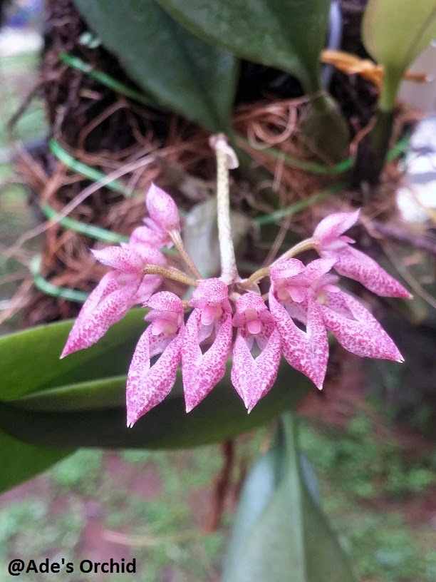 Ade's Orchid: Bulbophyllum taeniophyllum