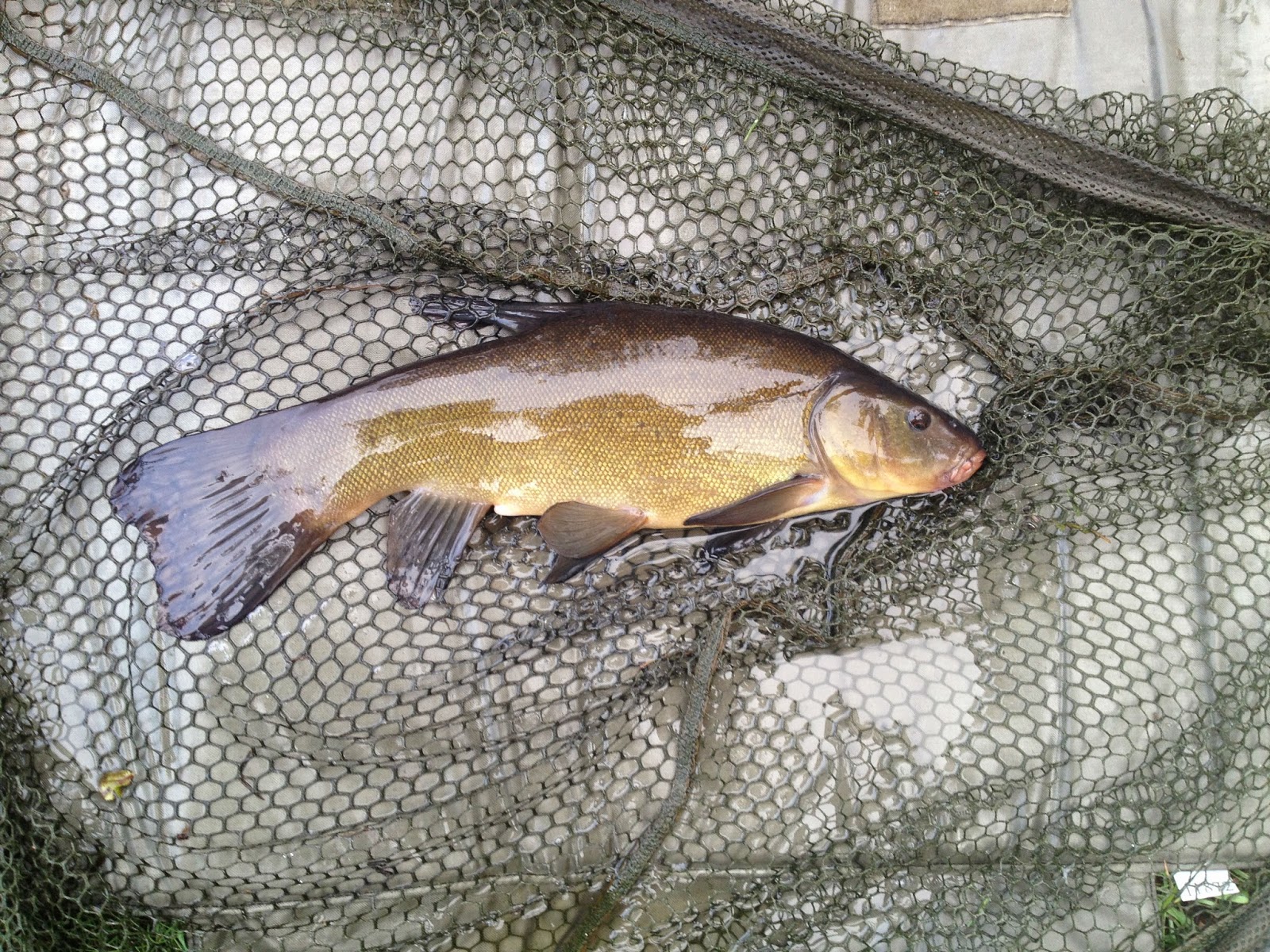 Ensamvargens Fiske: Ingen vanlig tisdag